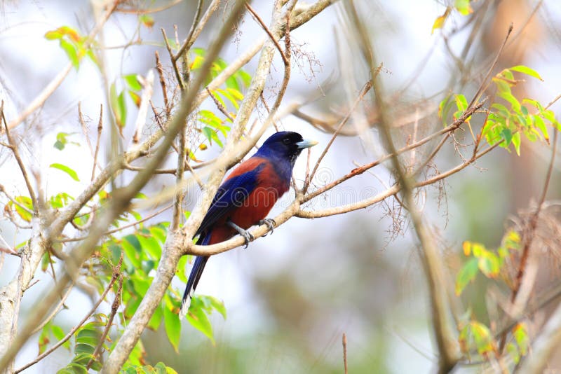 Lidth s Jay stock photo. Image of crow, kagoshima, colorful - 51326462