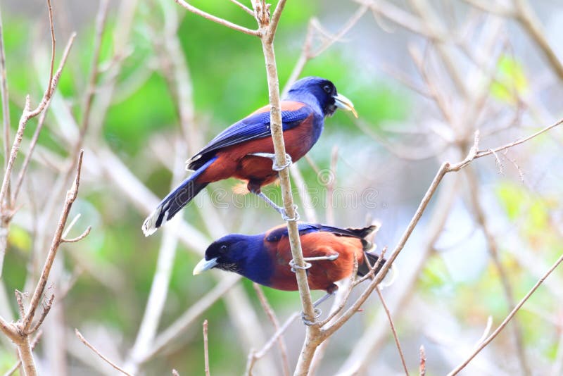 Lidth s Jay stock image. Image of forest, lidth, asia - 51692767