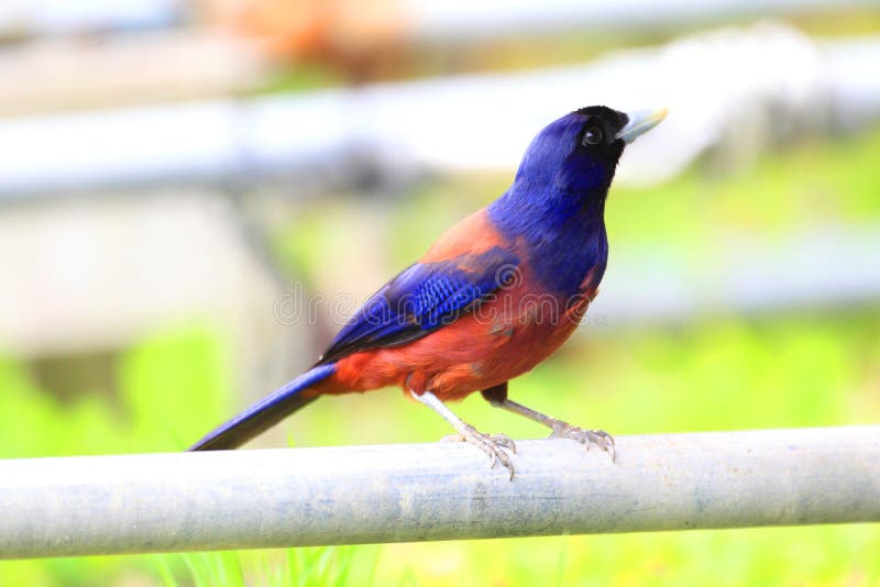 Lidth s Jay stock image. Image of garrulus, fauna, japan - 51692769