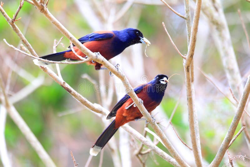 Lidth s Jay stock image. Image of tropical, lidth, japan - 51692787