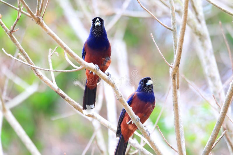 Lidth s Jay stock image. Image of endemic, kagoshima - 51692773