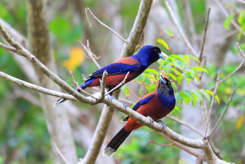 Lidth s Jay stock photo. Image of lidthi, asian, bird - 51692778