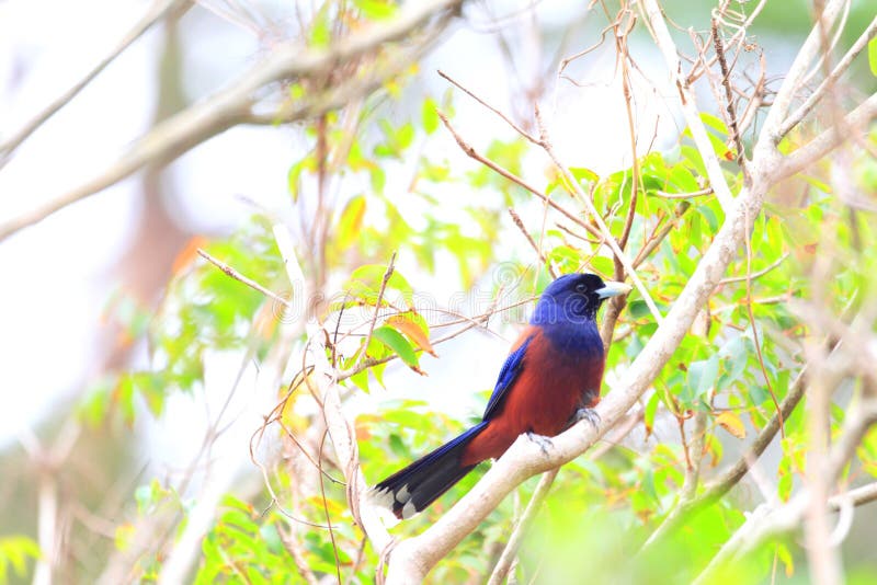 Lidth s Jay stock image. Image of tropical, lidth, japan - 51692787