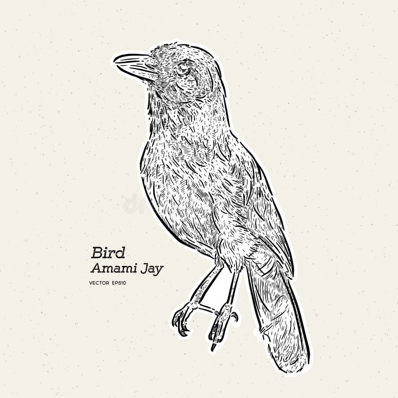 Lidth`s Jay Garrulus Lidthi in Amami Island, Japan Stock Vector ...