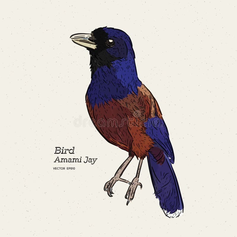Lidth`s Jay Garrulus Lidthi in Amami Island, Japan Stock Vector ...