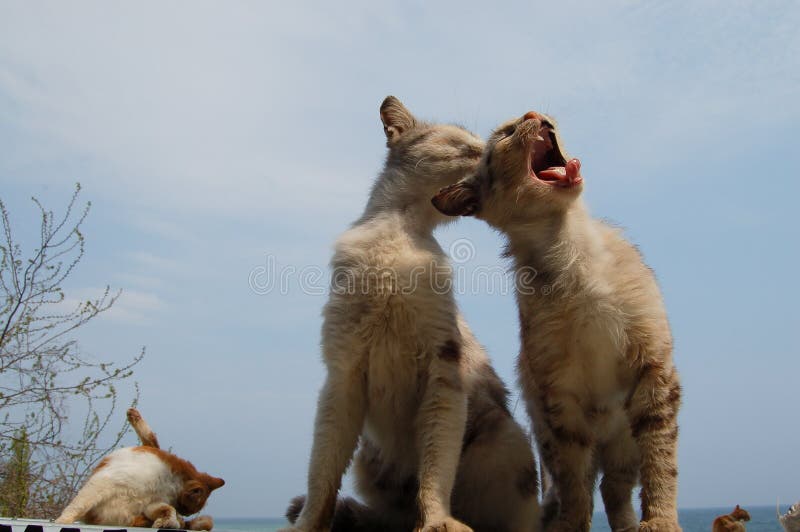 Liebe Und Weichheit Von Katzen Stockbild - Bild von umarmung, reizend ...