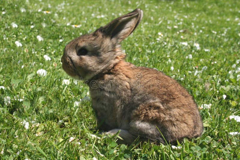 Liebres foto de archivo. Imagen de animal, bebé, dulce - 773320