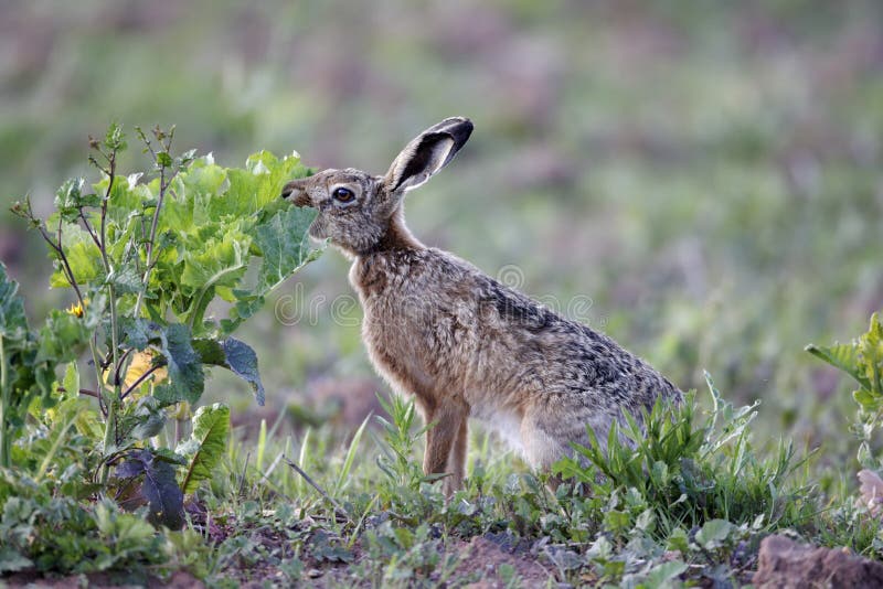 Liebres Europeas (europaeus Del Lepus) Imagen de archivo - Imagen de ...