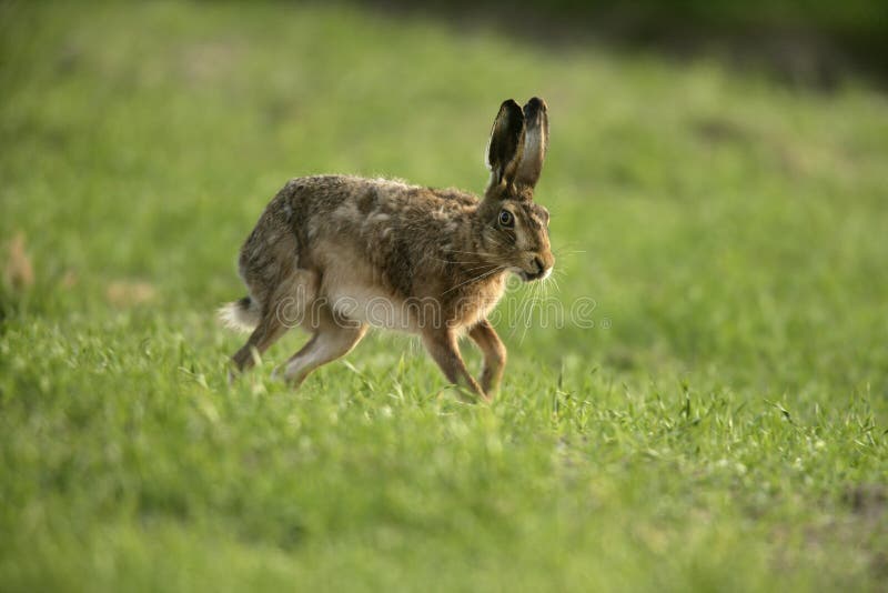 Liebres Europeas (europaeus Del Lepus) Imagen de archivo - Imagen de ...