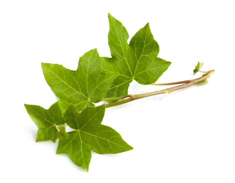 Dessin D'aquarelle De Brin Vert De Lierre Sur Le Fond Blanc Usine Tirée ...