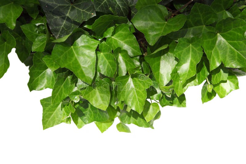 Lierre vert photo stock. Image du nature, blanc, isolement - 2776270
