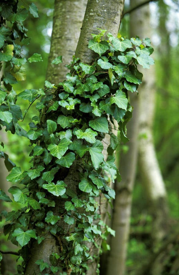 LIERRE COMMUN hedera helix foto de stock. Imagem de folhas - 170505184
