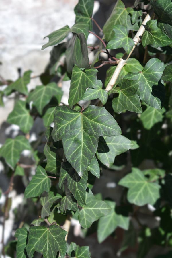 Lierre commun image stock. Image du helice, vert, lierre - 235803687