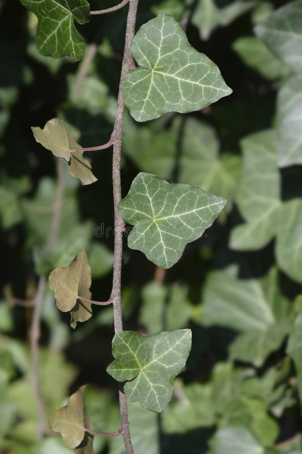 Lierre commun image stock. Image du branchement, vert - 254472063