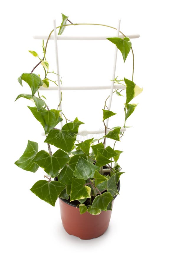 Lierre Dans Un Pot De Fleurs Photo stock - Image du nature ...