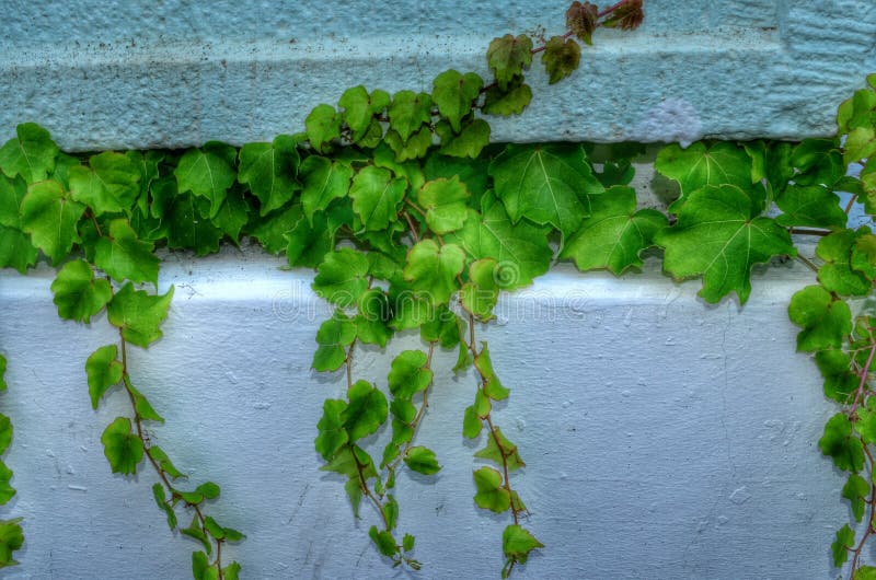 Lierre sauvage sur le mur image stock. Image of sauvage - 87220671