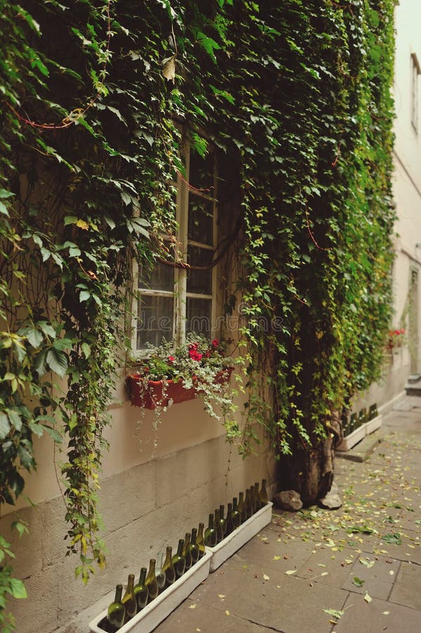 Lierre sur le mur image stock. Image du conception, botanique - 38778199