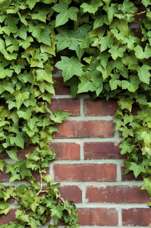 Lierre Sur Un Mur De Briques Rouge Image stock - Image du centrale ...
