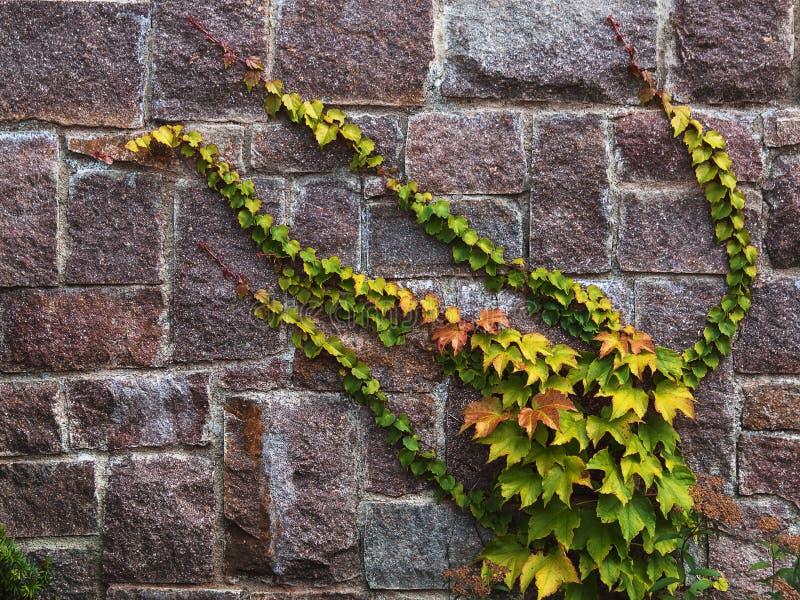 Lierre Sur Un Mur En Pierre Image stock - Image du pierre, lierre: 61145939