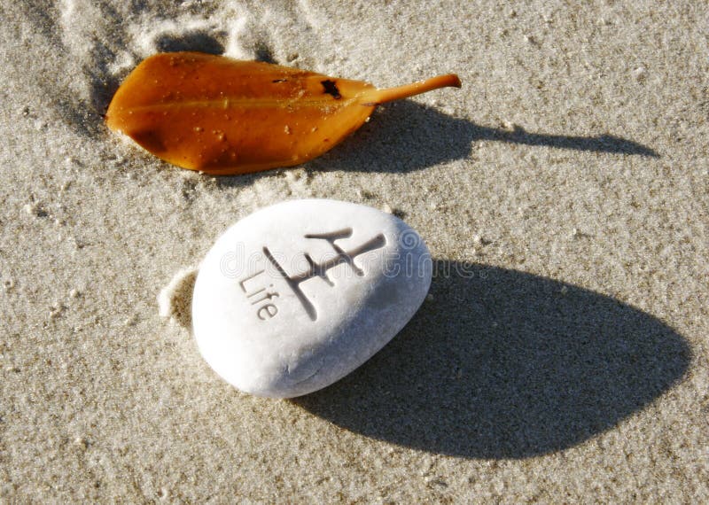 Life stock photo. Image of enviroment, stone, leaf, textures - 662084