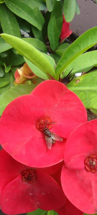 Life Above a Red Flower of Flora and Fauna Stock Image - Image of ...