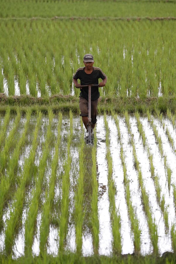 Daily Life in Africa. Madagascar Editorial Stock Image - Image of rice ...