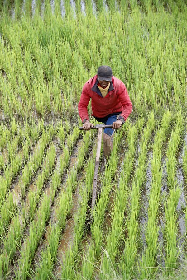Daily Life in Africa. Madagascar Editorial Photo - Image of rice, rural ...