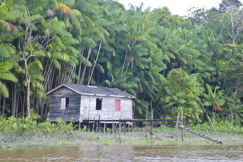 Life in the Amazon Jungle stock photo. Image of rainforest - 21002508