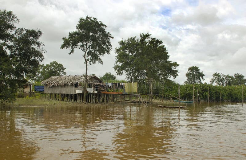 Life in the Amazon Jungle stock image. Image of forest - 21004879