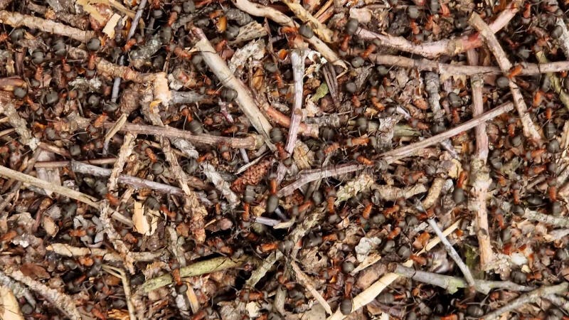 Life of Ants in the Wild. Anthill Stock Video - Video of wild, insects ...