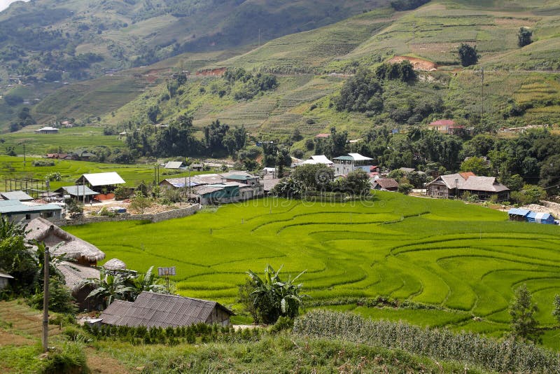 Daily life in Asia stock photo. Image of cultivated - 258100450