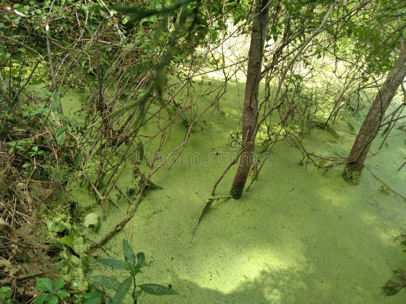 The Life in the Backwoods of East Texas Ponds Green ðŸ’š Stock Image ...