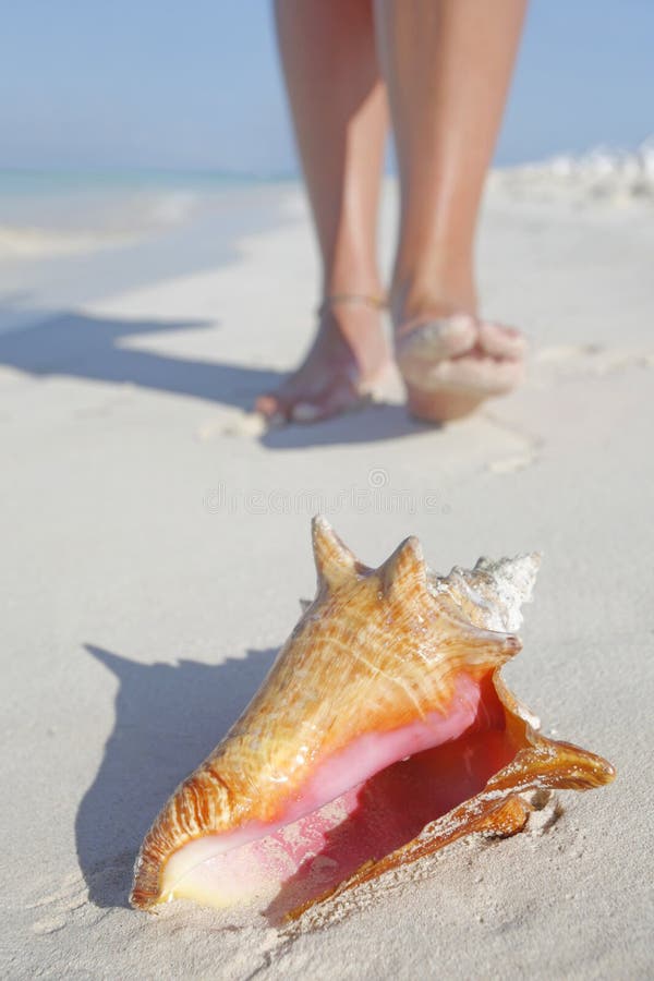 Beach Conch stock image. Image of ocean, caribbean, paradise - 239393