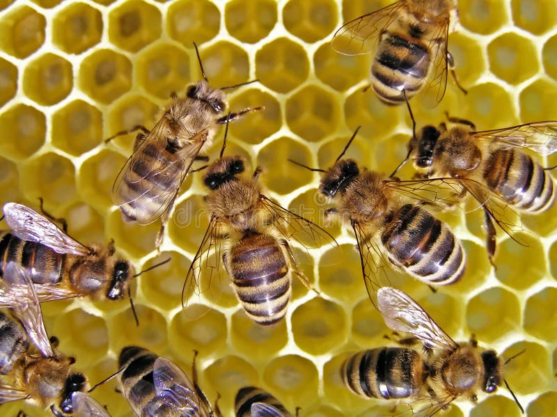 Life of bees. stock image. Image of honeycombs, communication - 6903829