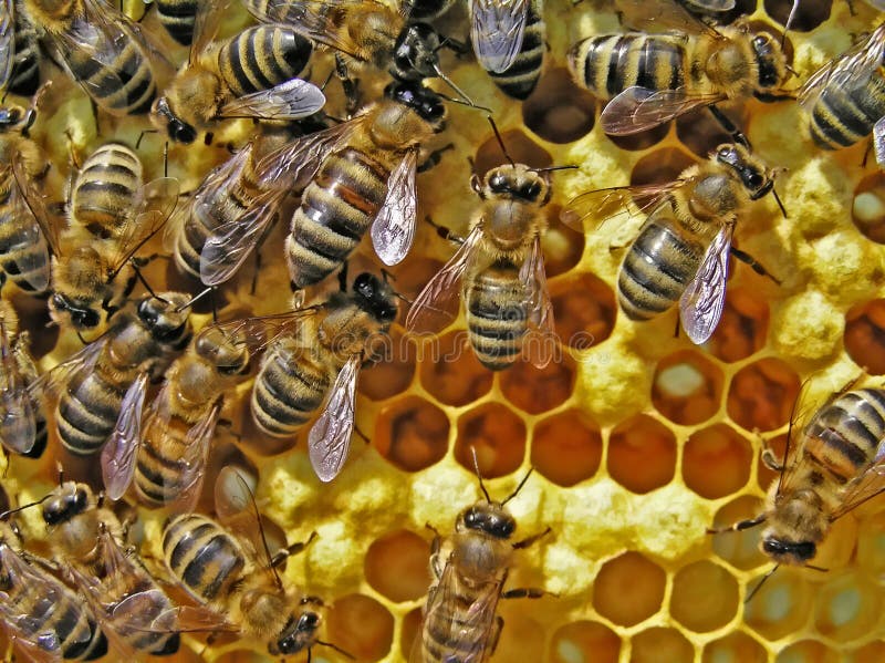 Life of Bees. Reproduction of Bees. Stock Image - Image of wings ...