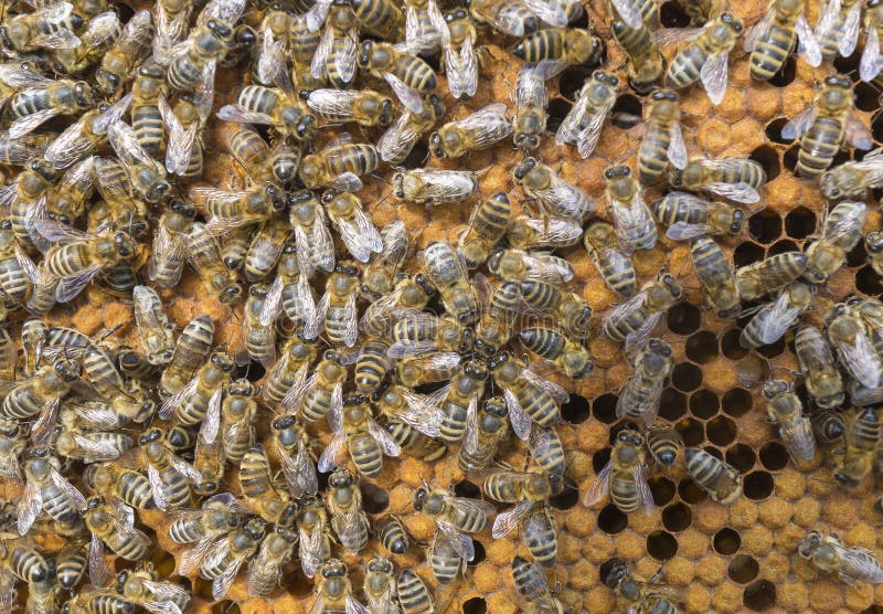 Life of Bees. Worker Bees. the Bees Bring Honey Stock Photo - Image of ...