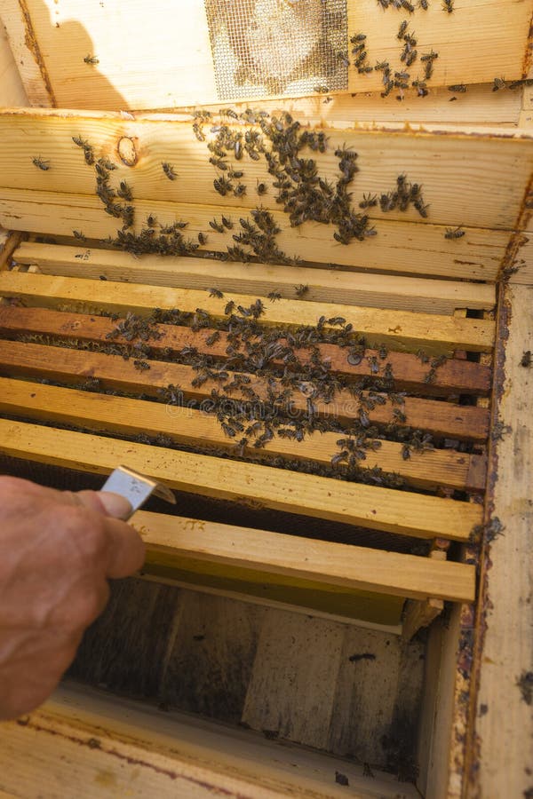 Life of Bees. Worker Bees. the Bees Bring Honey Stock Photo - Image of ...