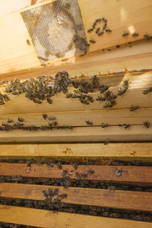 Life of Bees. Worker Bees. the Bees Bring Honey Stock Image - Image of ...