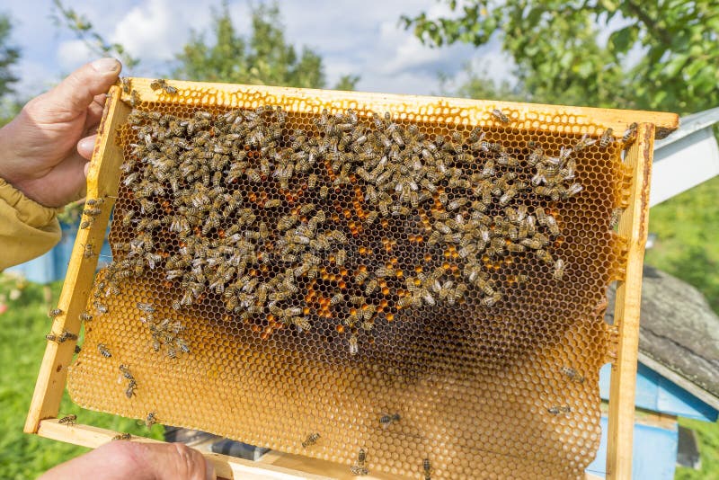 Life of Bees. Worker Bees. the Bees Bring Honey Stock Photo - Image of ...