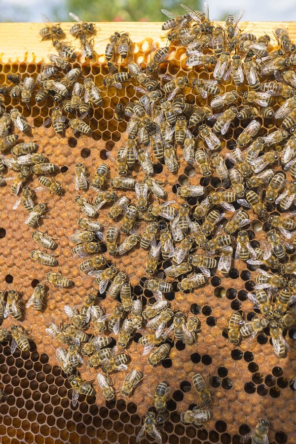 Life of Bees. Worker Bees. the Bees Bring Honey Stock Image - Image of ...