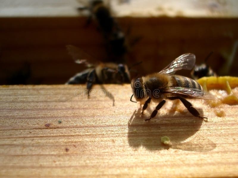 Life of bees. Worker bees stock image. Image of cluster - 104761749