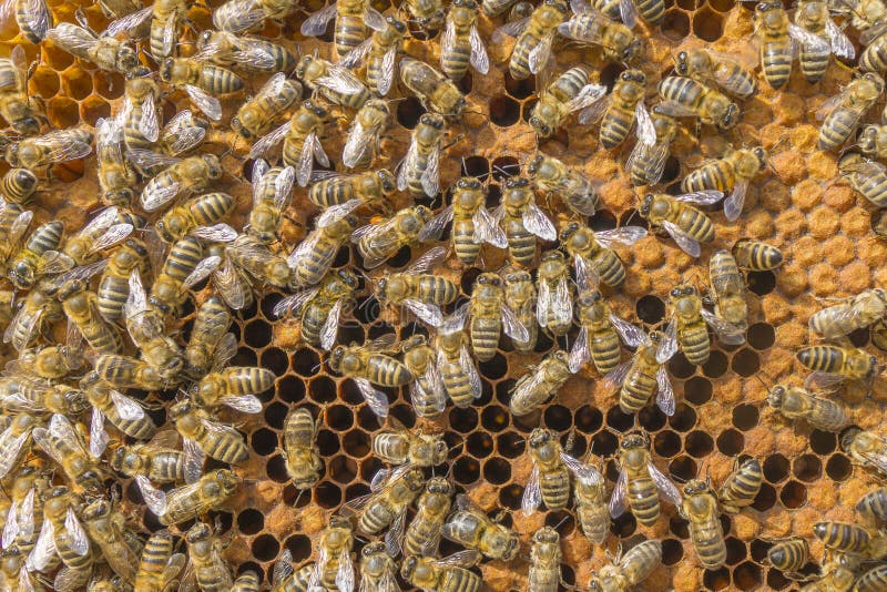 Life of Bees. Worker Bees. the Bees Bring Honey. Beeswax, Apiary Stock ...