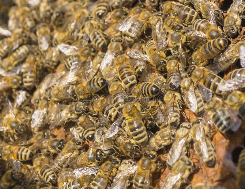 Life of Bees. Worker Bees. the Bees Bring Honey. Beeswax, Apiary Stock ...