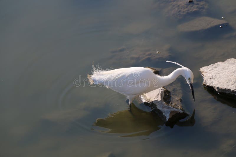 The life of birds stock image. Image of indigo, flight - 49793331