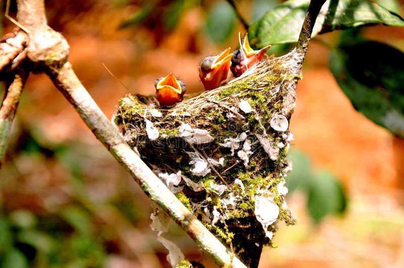 Life of birds stock photo. Image of life, three, colur - 74910528