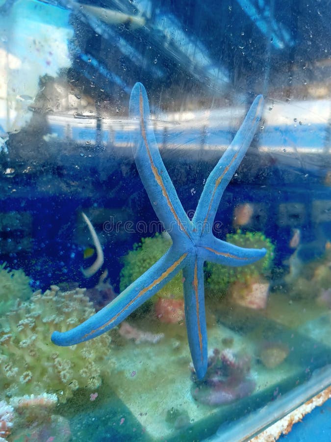 Bluestarfish Stock Photos - Free & Royalty-Free Stock Photos from ...