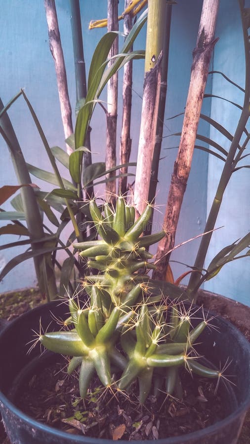 The life of cactus stock photo. Image of garden, grass - 201898144