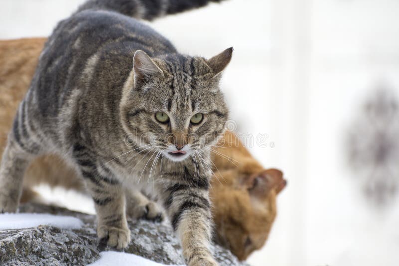 The Life of Cats in the Garbage. Portrait of a Yard Cat Stock Photo ...