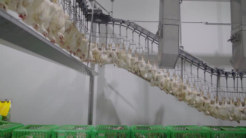 Chicken Hanging on a Rail in a Factory Slaughtered Stock Footage ...