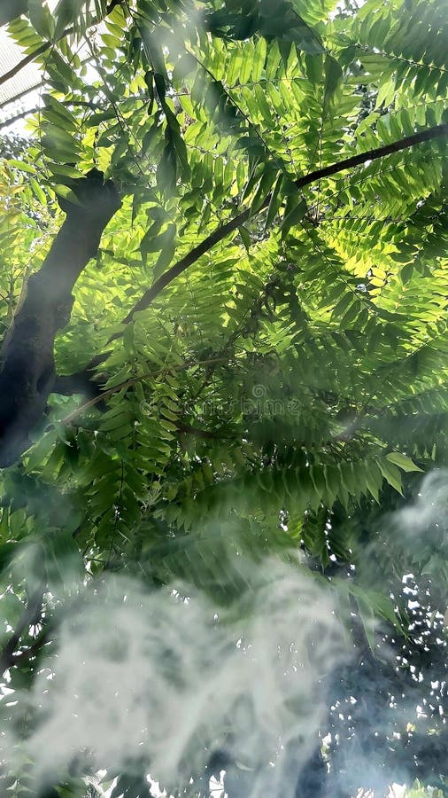Life cloud smoke on nature stock image. Image of plant - 261936589